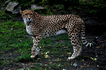 15 Nocturnal Animals You will Only See After Dark - Animals Around The ...