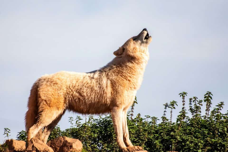 30 Powerful Predators That Dominate Their Habitat - Animals Around The ...