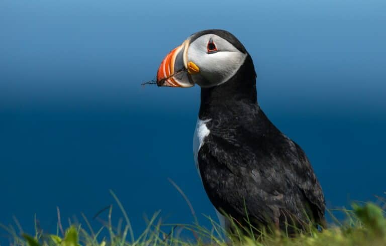 Where to See Puffins Nesting in the United States