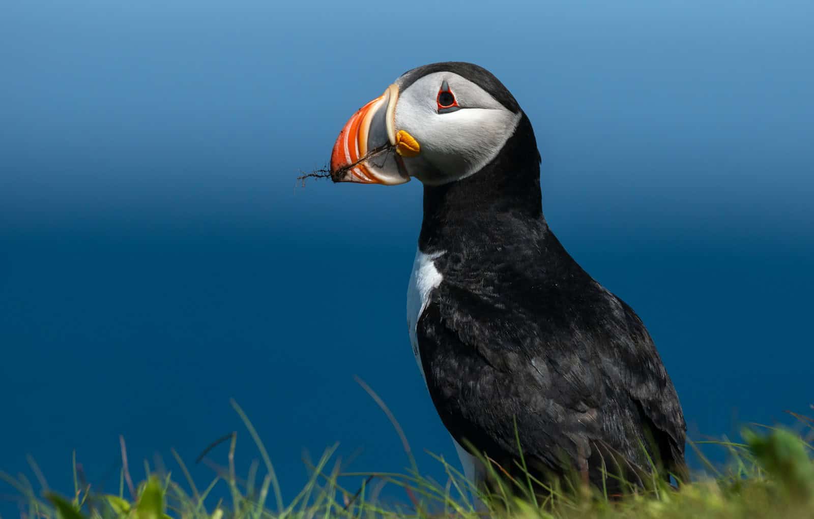 Where to See Puffins Nesting in the United States