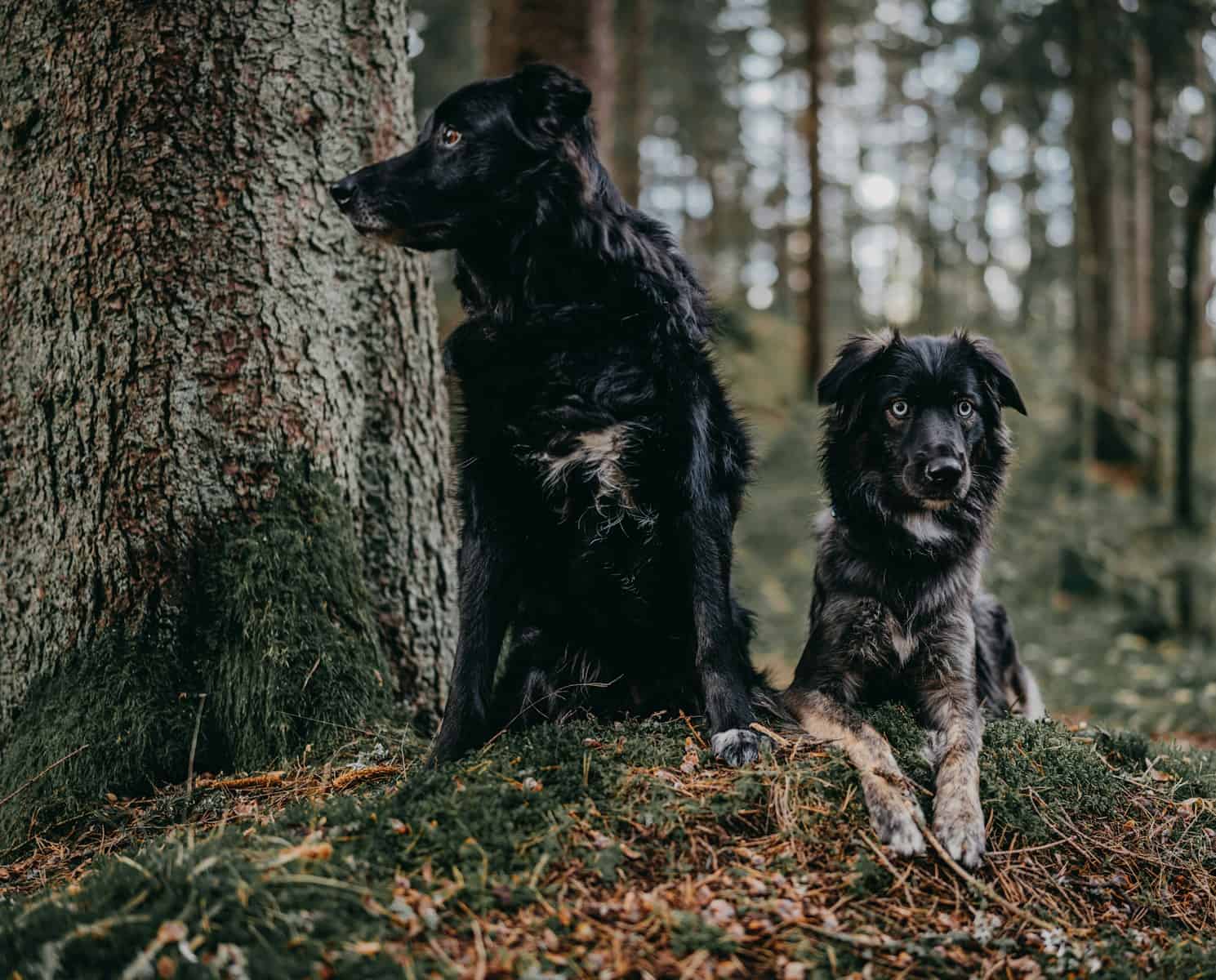 How Wolves Form Pair Bonds and Mate for Life - Animals Around The Globe