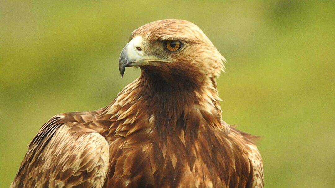 These Birds Have the Sharpest Vision on Earth