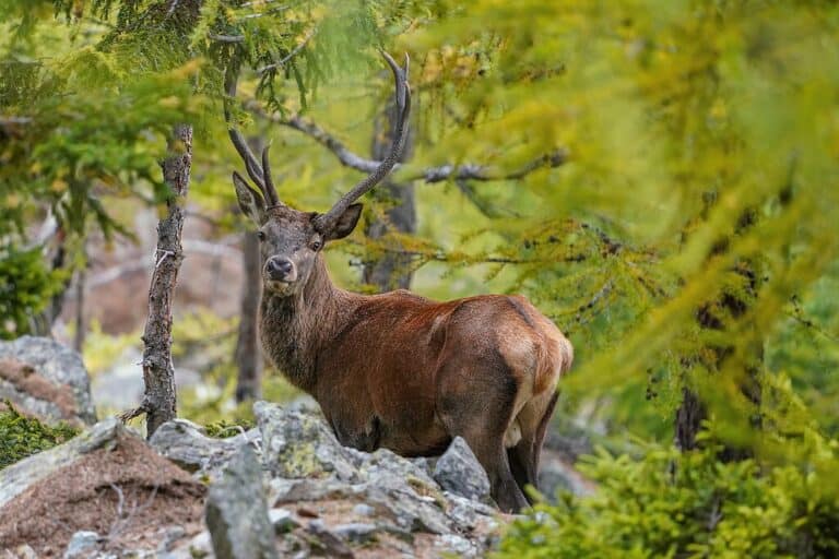 12 Wild Animals That Are Surprisingly Gentle Towards Humans - Animals ...