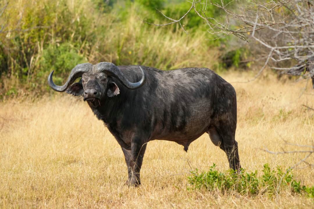 The Difference Between Bison and Buffalo (Explained) - Animals Around ...