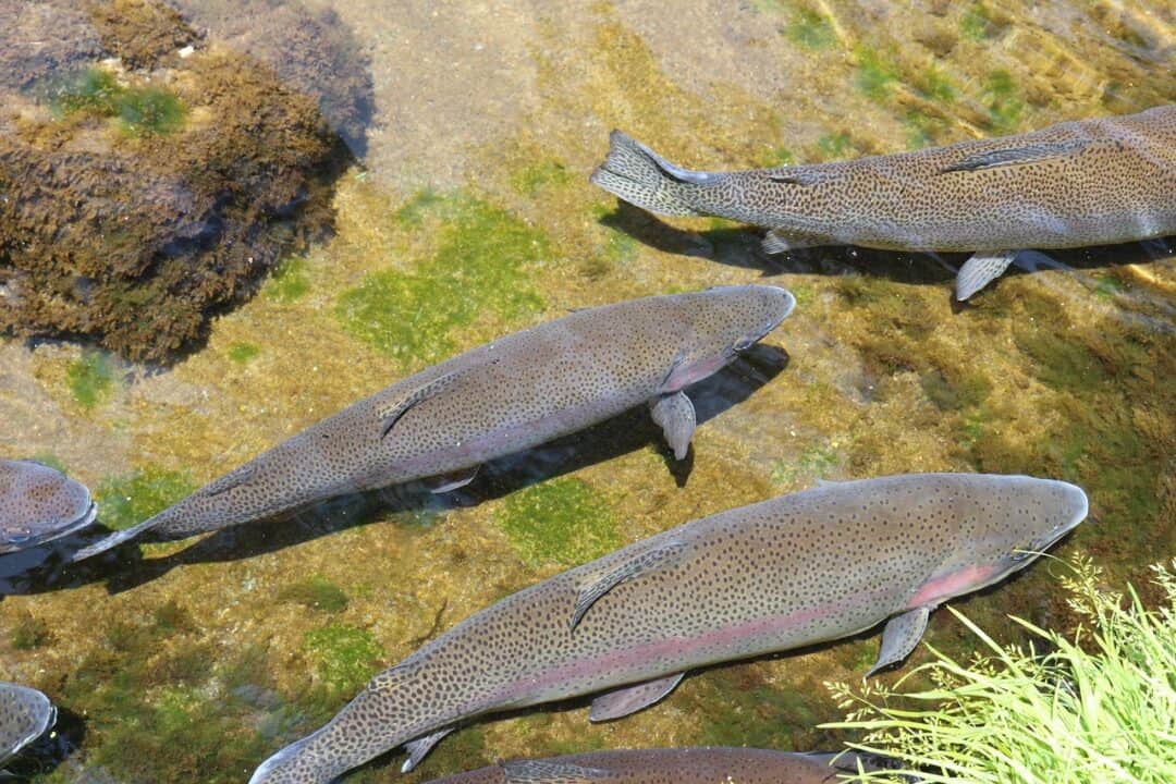 The Largest Trout Ever Pulled From U.S. Lakes - Animals Around The Globe