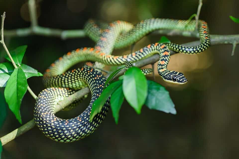 13 Airborne Animals That Glide Without Wings - Animals Around The Globe