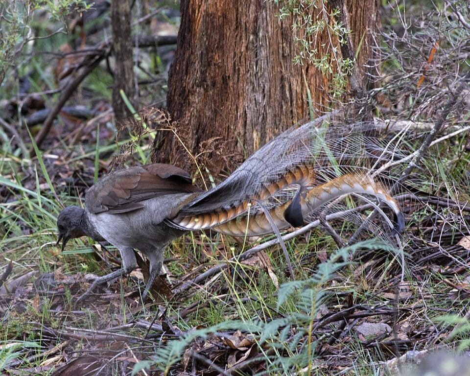 The Bird That Can Mimic Almost Any Sound - Animals Around The Globe