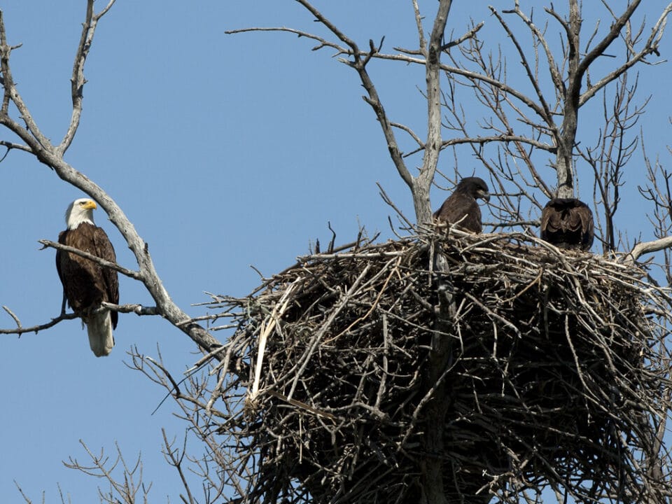 The Largest Eagle Nest Ever Recorded Found in Alaska