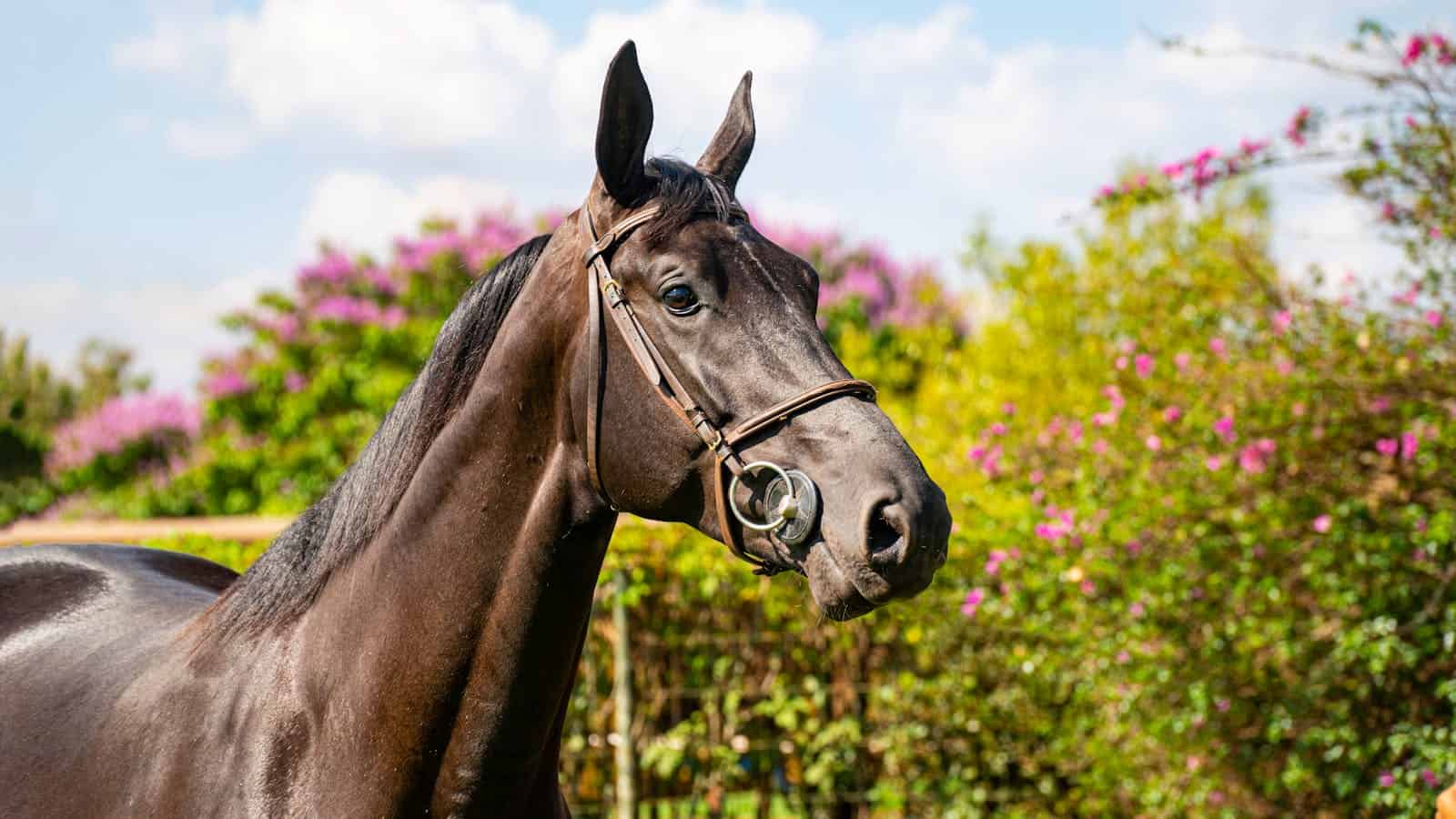 10 Most Expensive Pets Only the Rich Can Afford - Animals Around The Globe
