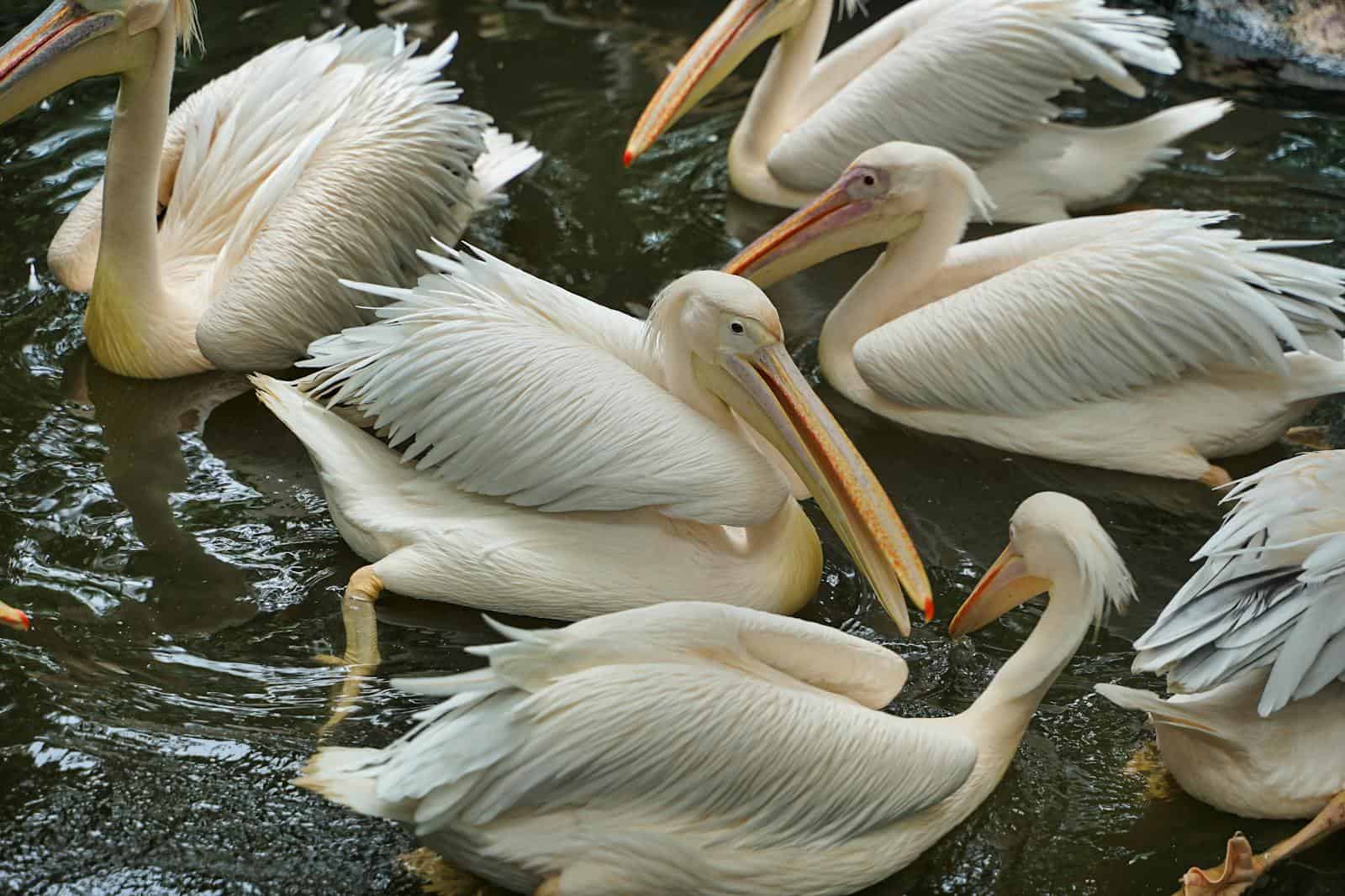 Why America’s Largest Pelican Flock Is Declining