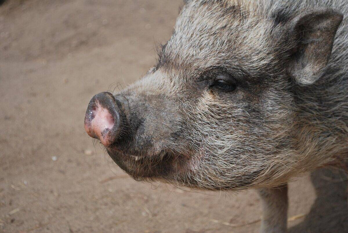 Why Pigs Are Smarter Than You Think—Backed by Research