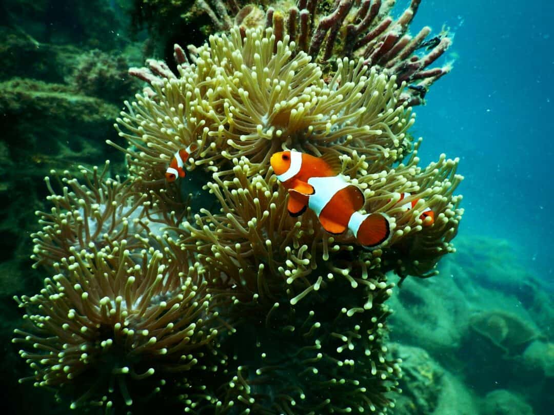 How Coral Reefs Support Animal Life Far Beyond the Ocean - Animals ...
