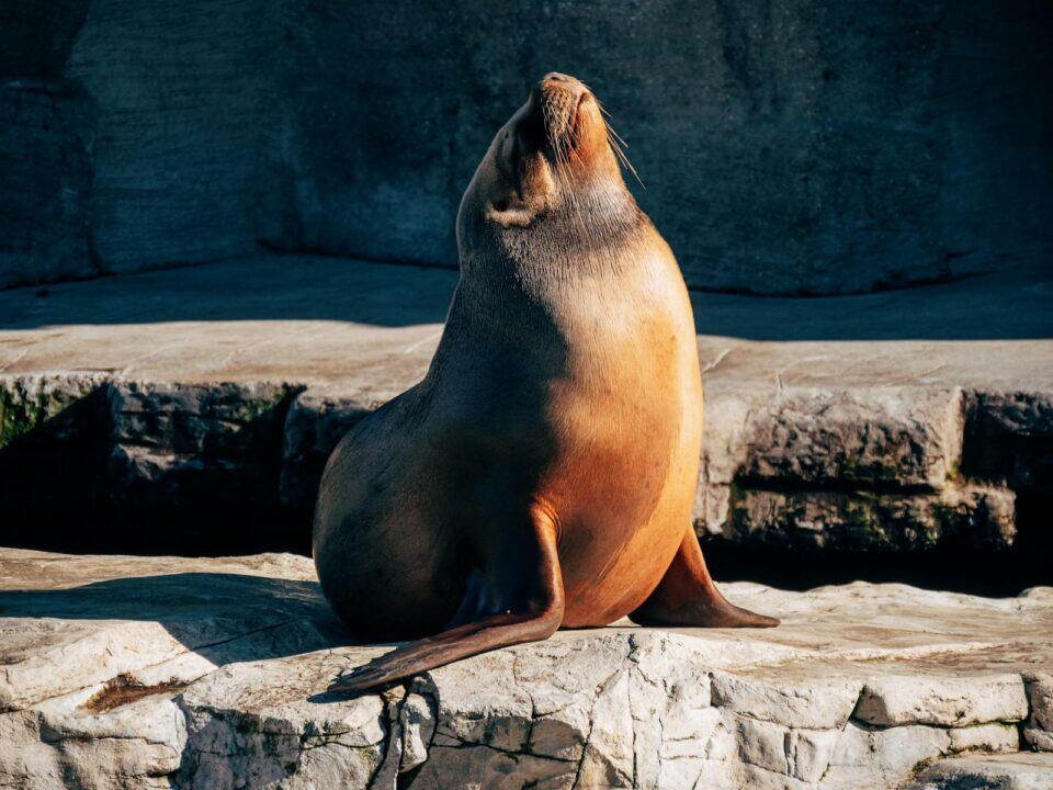 Why America’s Largest Sea Lion Population Is Shifting