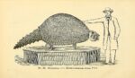 Scientists Stunned by the Largest 20,000-Year-Old Armadillo Fossils ...