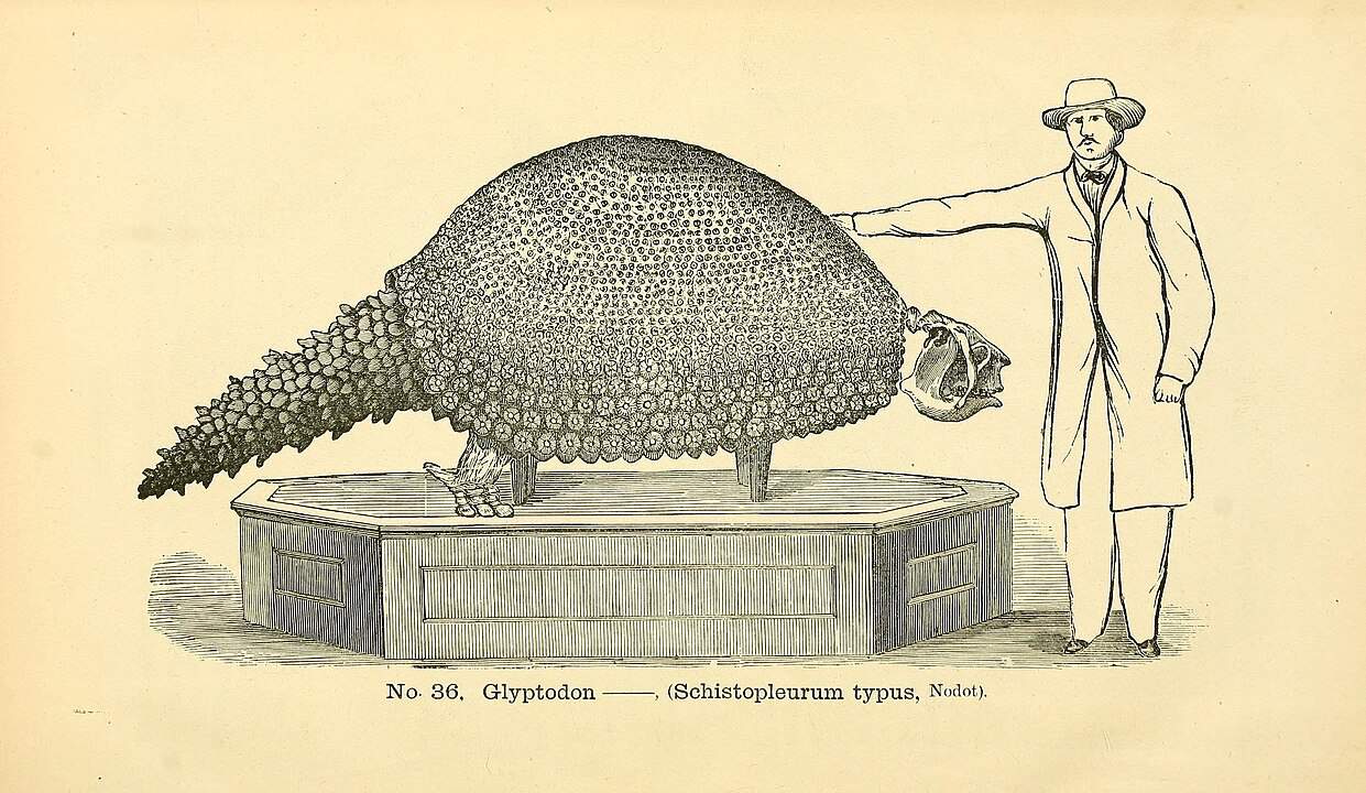 Scientists Stunned by the Largest 20,000-Year-Old Armadillo Fossils ...
