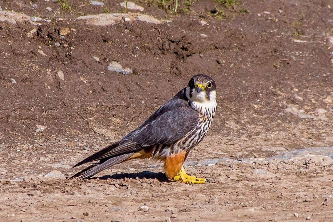 13 Bird Species That Can Fly for Days Without Landing - Animals Around ...