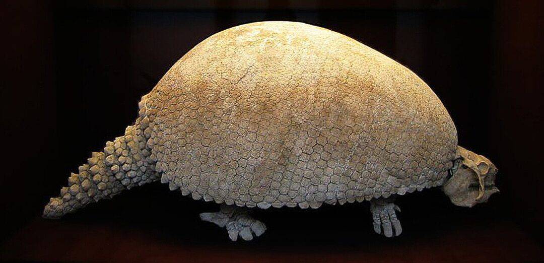Scientists Stunned by the Largest 20,000-Year-Old Armadillo Fossils ...