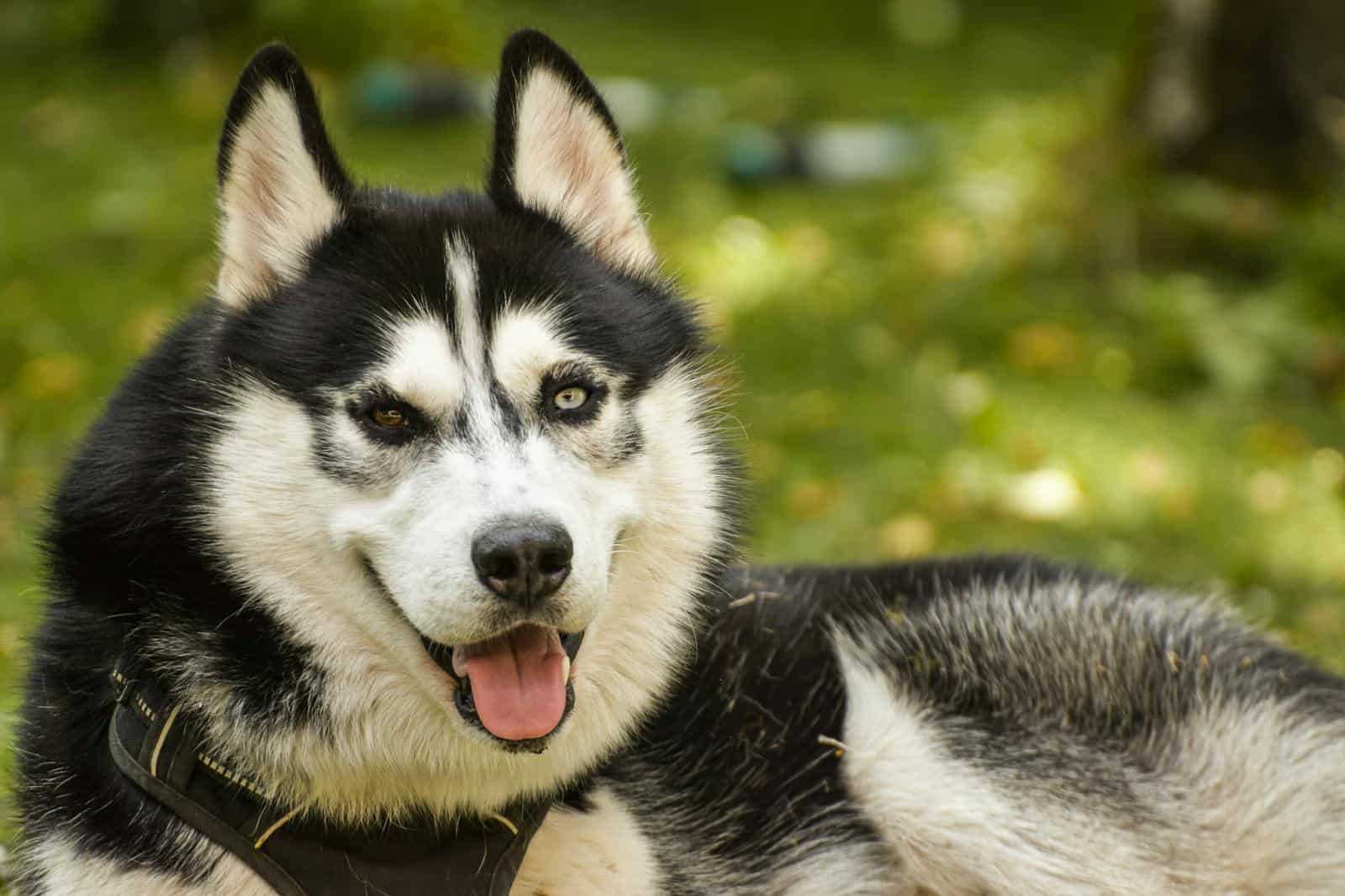 Togo vs. Balto: Who Was the Real Hero of the 1925 Serum Run? - Animals ...