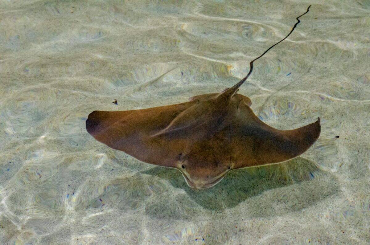 The Biggest Stingray Ever Caught in American Rivers