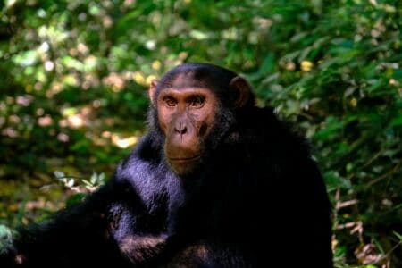 Chimps Use Spears to Hunt
