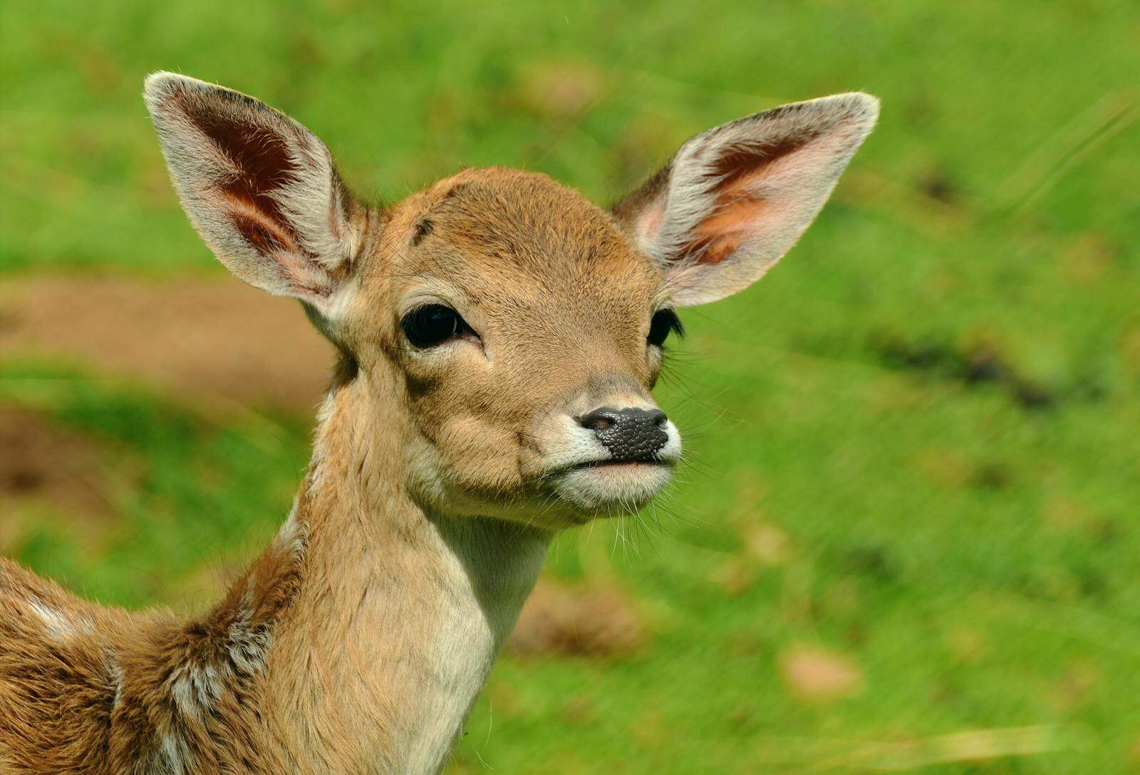 What to Do If You See a Fawn Alone in Your Yard