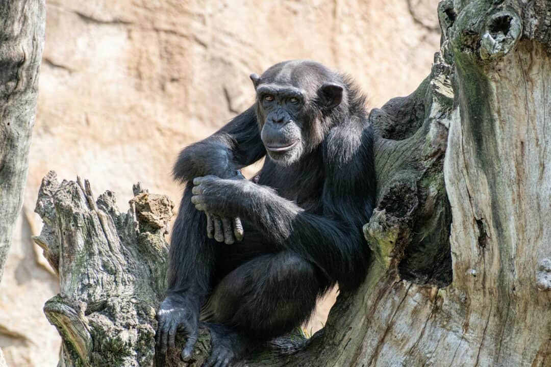 How Chimps Teach Their Young to Use Tools