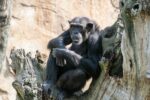 Chimps Use Spears to Hunt