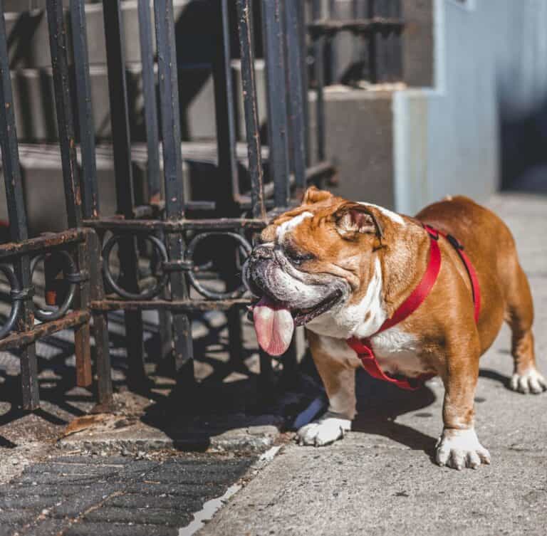 13 Popular Dog Breeds Vets Secretly Wish You’d Stop Choosing - Animals ...