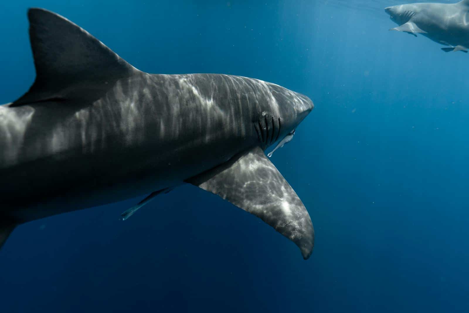 The U.S. River Where Sharks Are Spawning in Freshwater