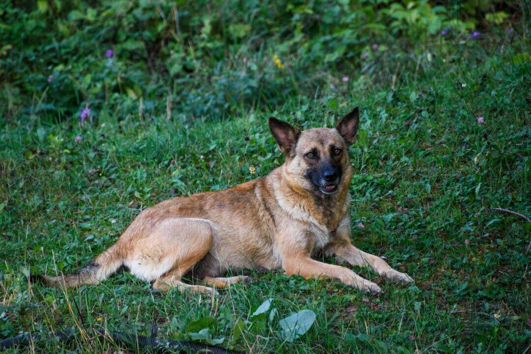 Meet 7 Military Dogs That Became National Heroes in the U.S. - Animals ...