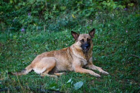 Meet 7 Military Dogs That Became National Heroes in the U.S. - Animals ...