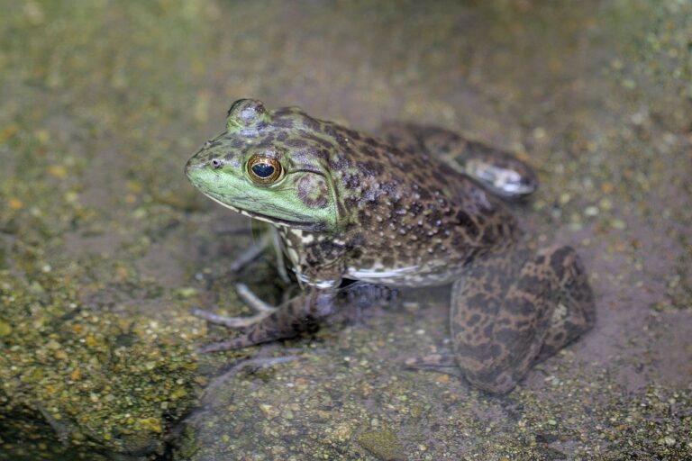Meet the Frog That Can Survive Being Frozen Solid