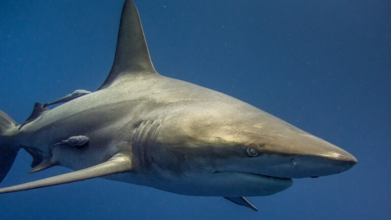 Shark’s Skin Is So Tough It Can Resist Bullet Impacts