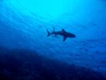 The U.S. River Where Sharks Are Spawning in Freshwater