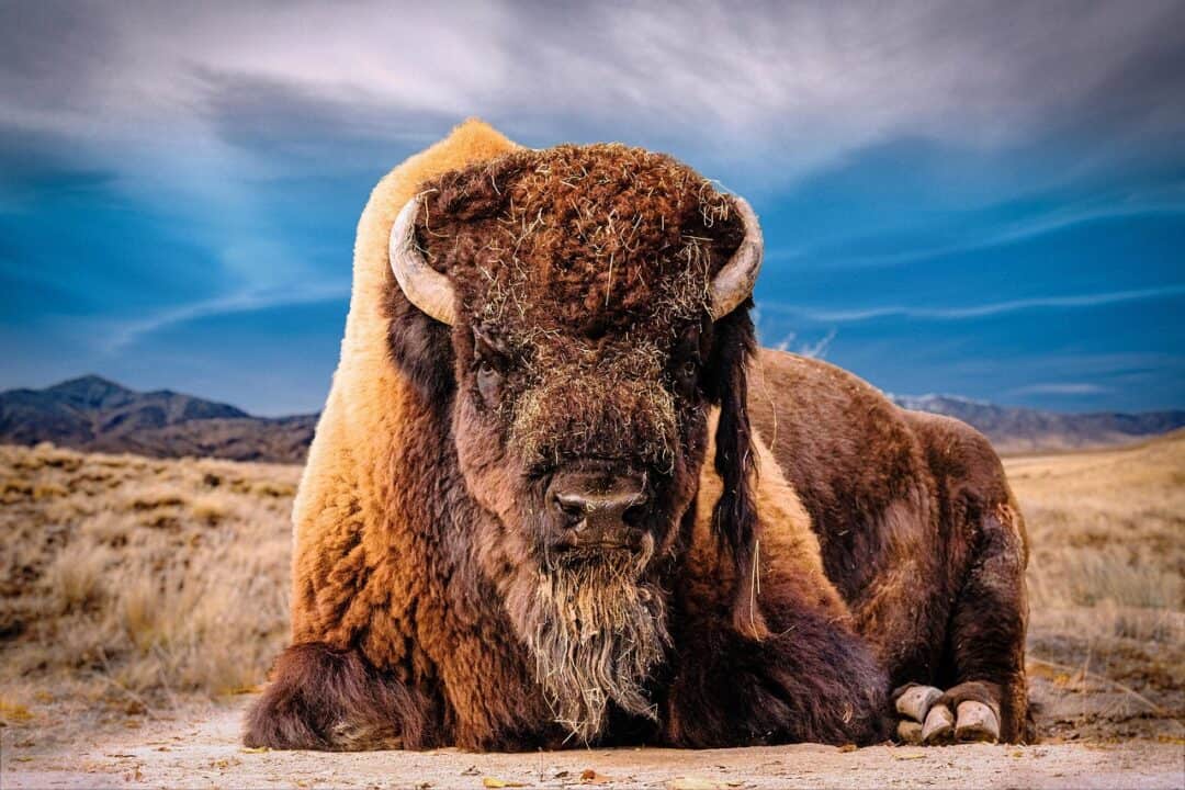 15 Places to See Bison Roaming in the U.S. - Animals Around The Globe
