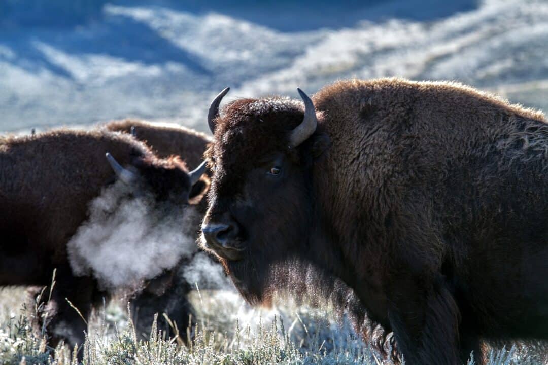 The Largest Bison Herd Ever Seen Roaming the Plains