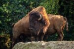 12 Incredibly Rare Animal Hybrids That Actually Exist - Animals Around ...