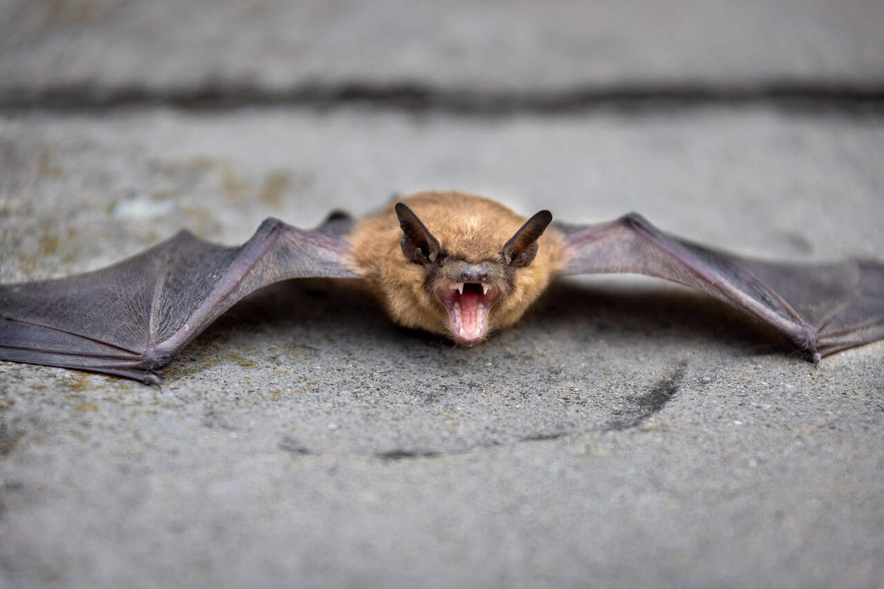 The Bat With a Face Straight Out of a Horror Movie