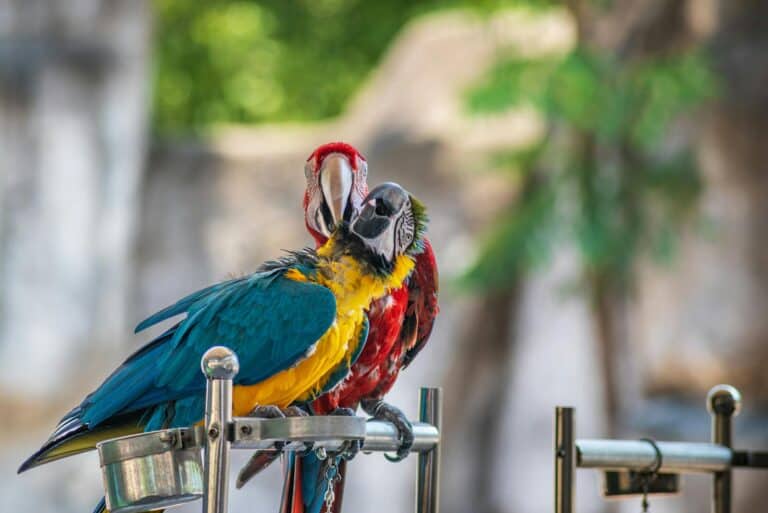 15 Birds With Color Changing Feathers - Animals Around The Globe