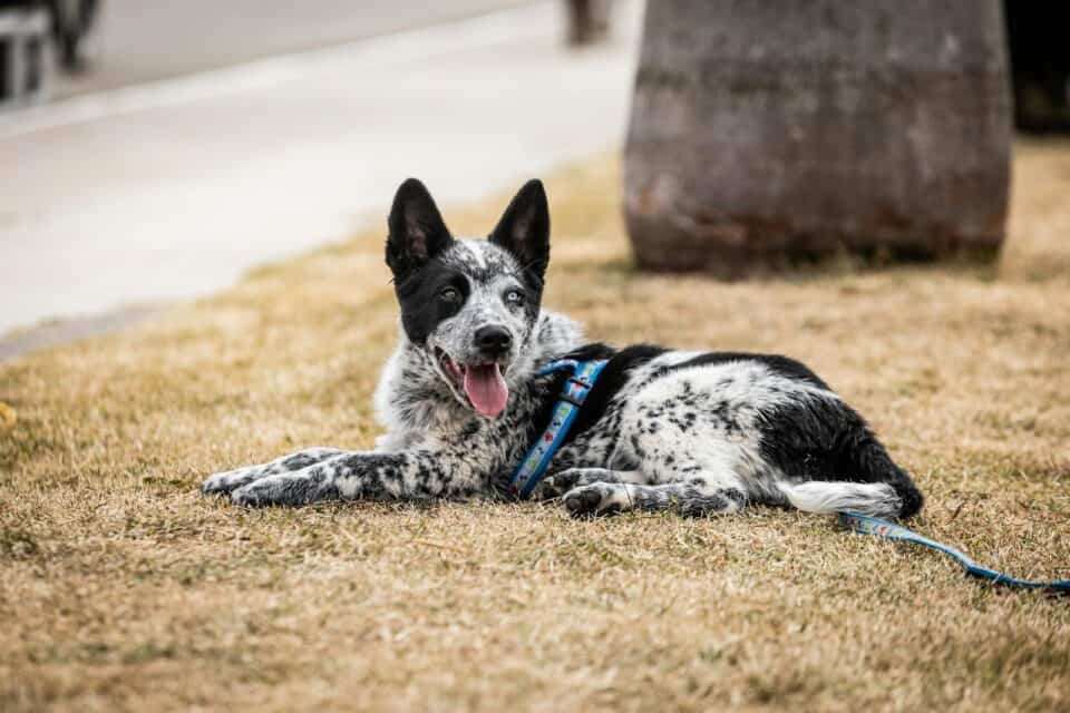 15 Smartest Dog Breeds (According to Experts) - Animals Around The Globe