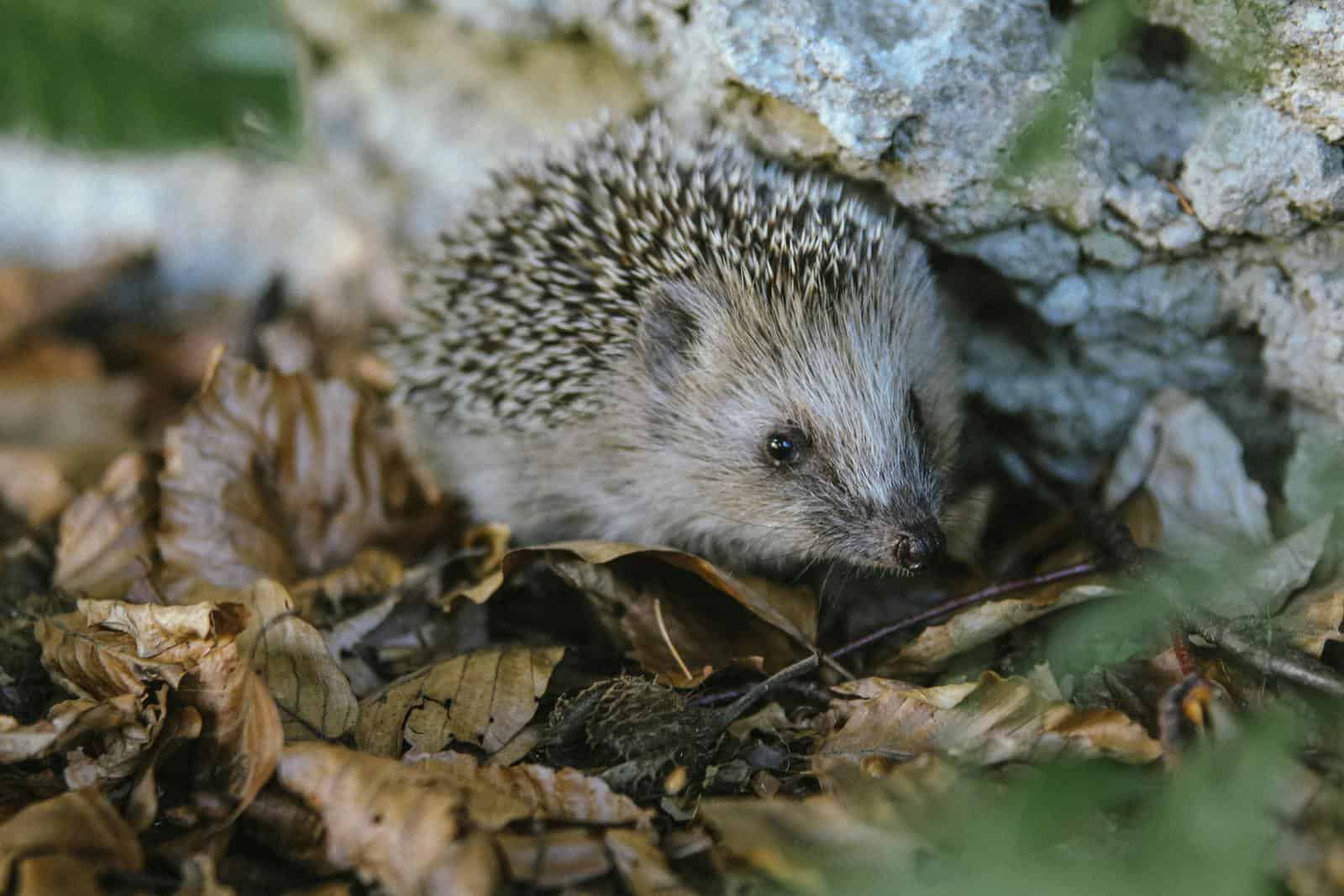 13 Fun Facts About Hedgehogs You Have Probably Never Heard - Animals ...