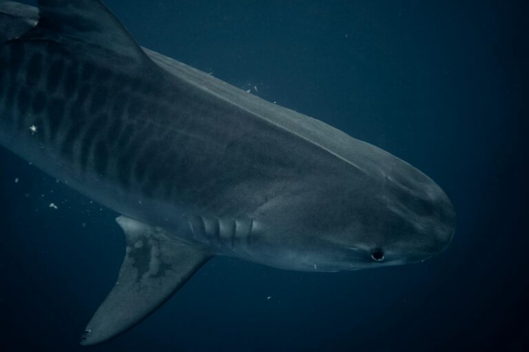 How Tiger Sharks Got Their Reputation as Ocean Scavengers - Animals ...