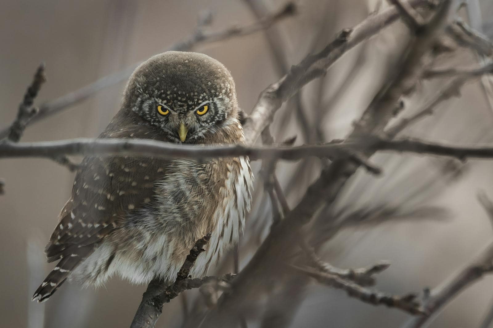 Can Owls Really Turn Their Heads All the Way Around? What Science Says