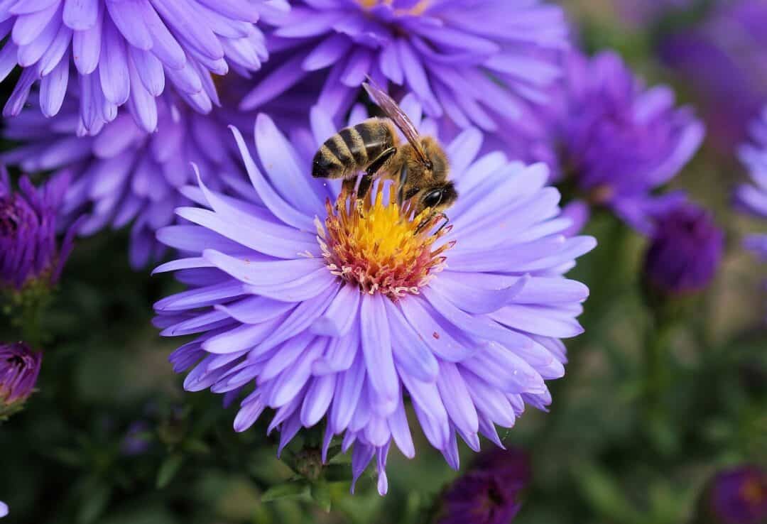 Can Bees Can Be Trained to Detect Bombs? - Animals Around The Globe