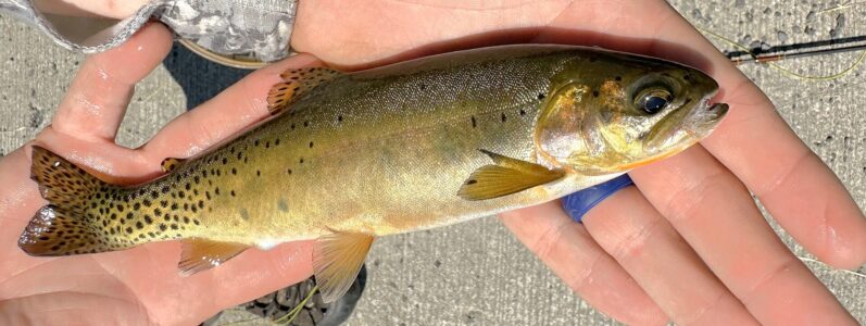 The Largest Trout Ever Pulled From U.S. Lakes - Animals Around The Globe