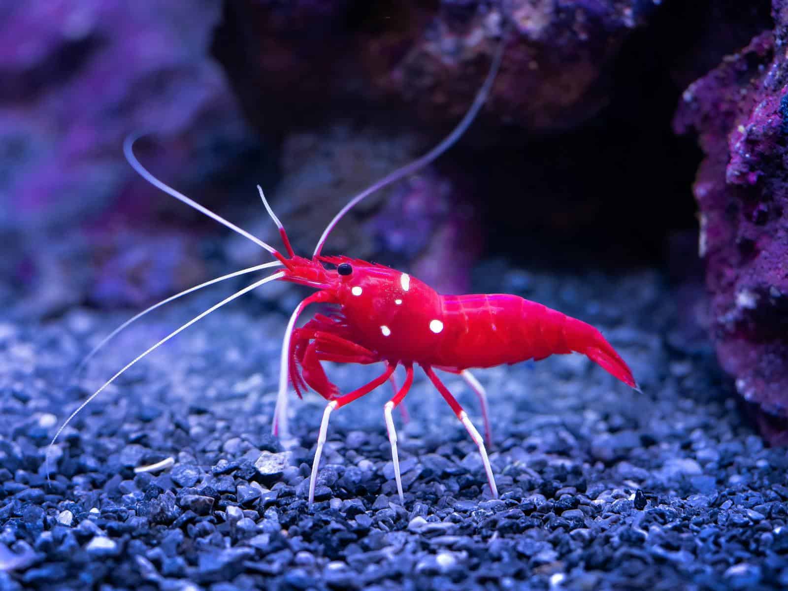 Fishermen Catch a 6-Foot Long Shrimp—Is It Real?