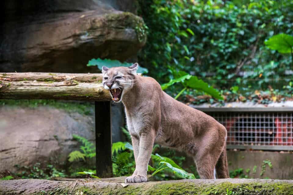 Meet the Florida Panther: The State’s Most Endangered Big Cat