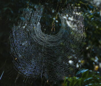 A Newly Discovered Spider Species Can Create the Strongest Web Ever ...