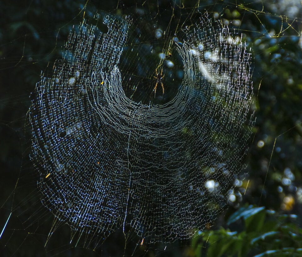 A Newly Discovered Spider Species Can Create the Strongest Web Ever ...