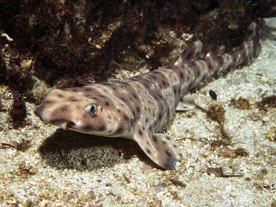 Why Some Sharks Glow in the Dark—and It’s Not for Hunting - Animals ...